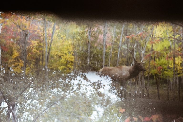 Pourquoi visiter le parc omega au québec : mon avis